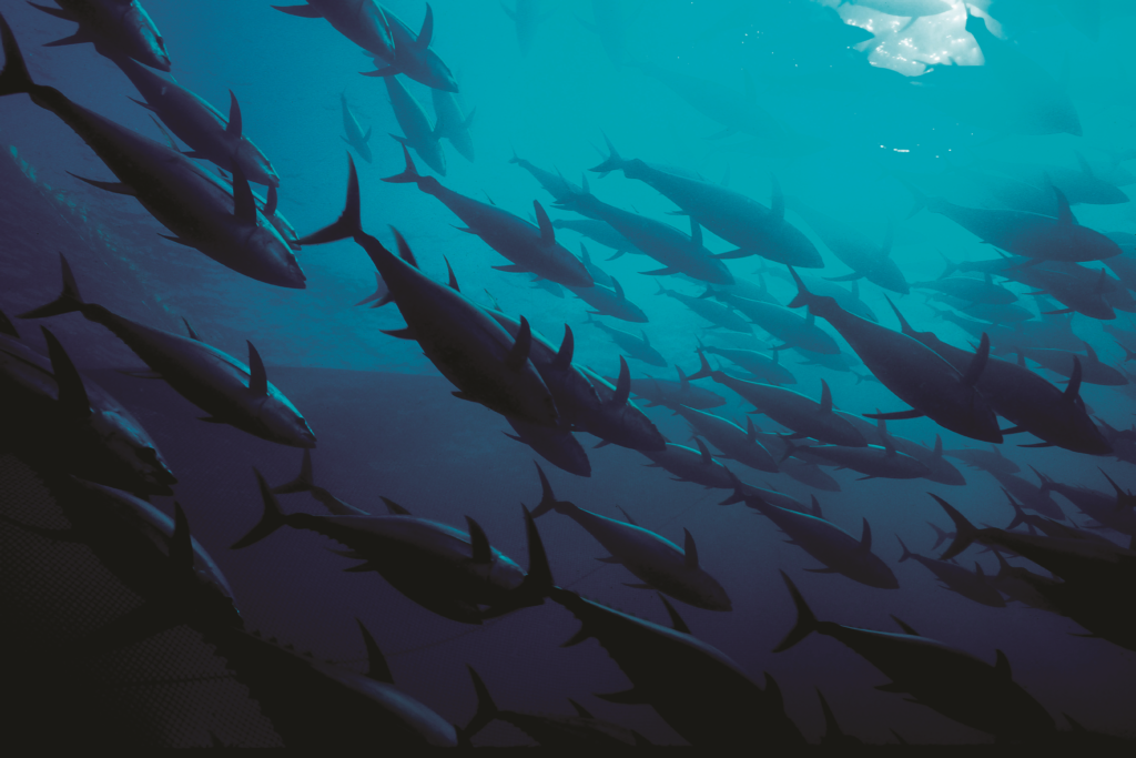 Tri Marine Releases its Commemorative Book on World Tuna Day – Tri ...